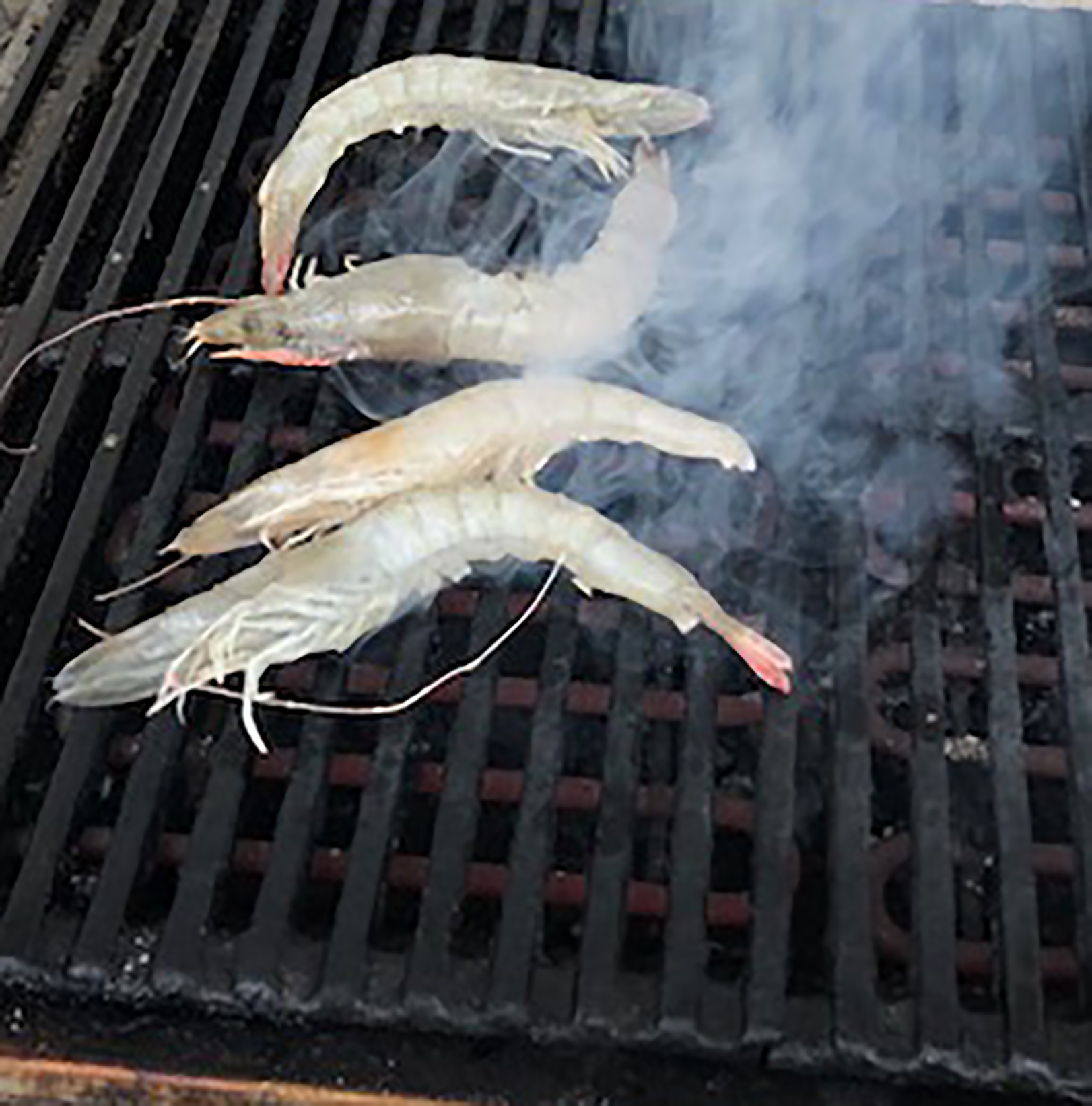 Rocky Mountain Shrimp Farm Inc., live and fresh shrimp produced in ...