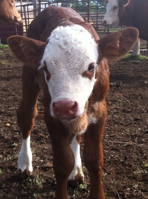 WLPIP 2019 Calf season begins February 5 - Agriculture Financial ...