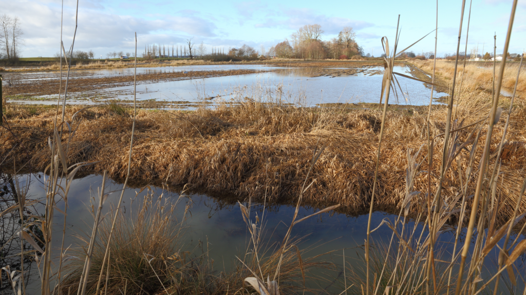 Unseeded Acreage Benefit provides compensation for acres unseeded due ...