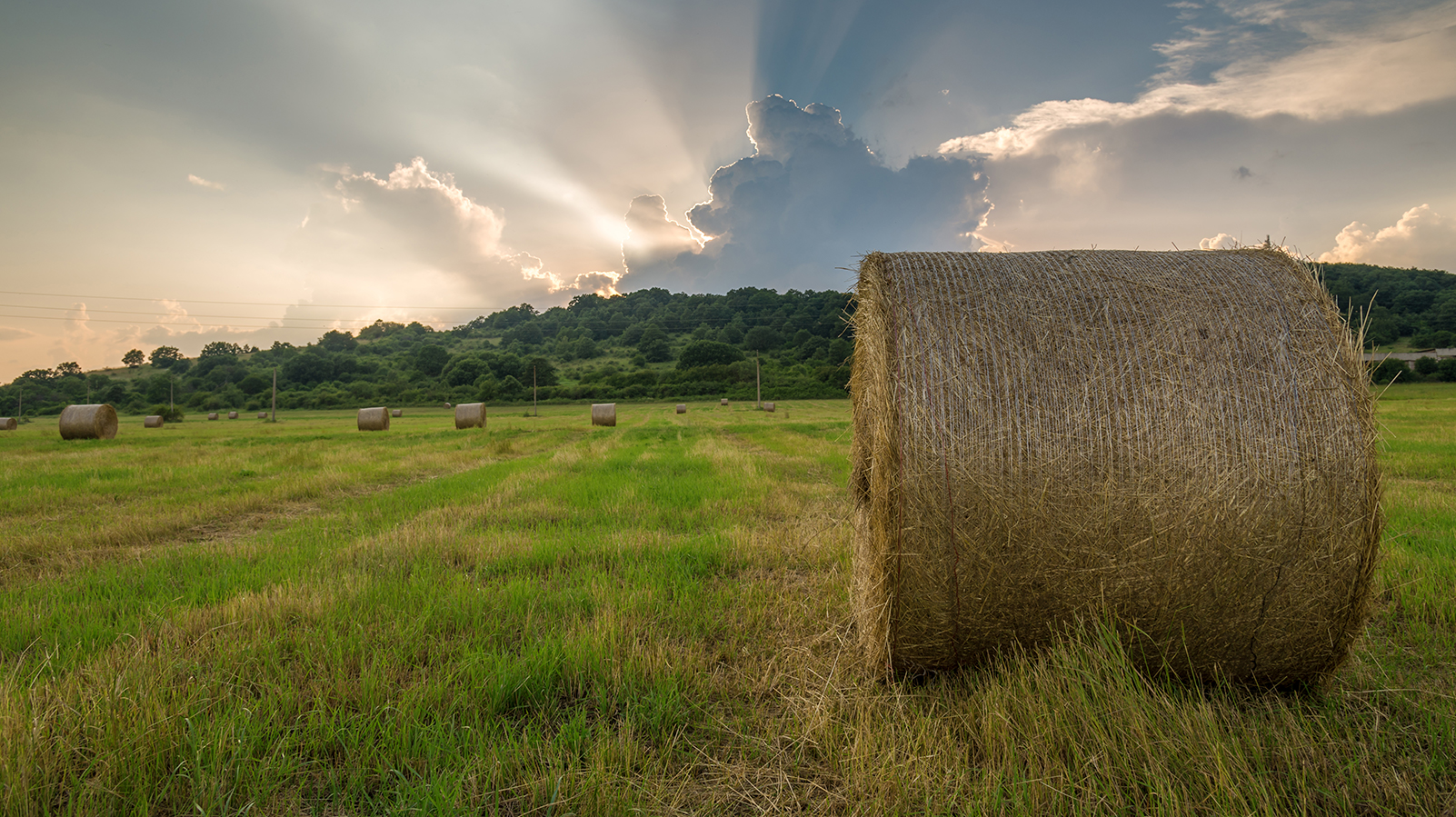 Is your 2019 hay production estimated to be in a shortfall ...