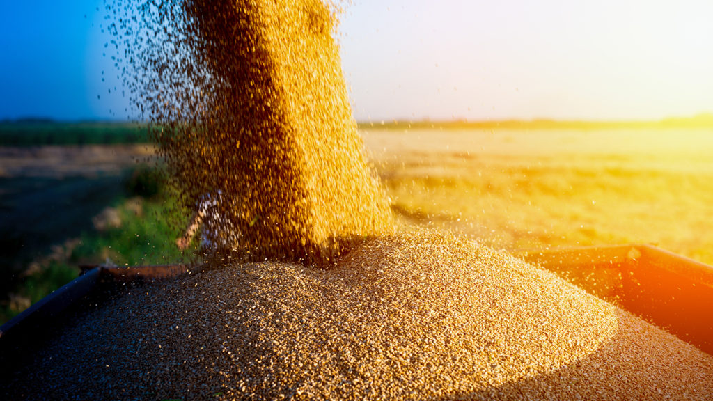 Grades for crops sold to grain dealers, private buyers and process ...