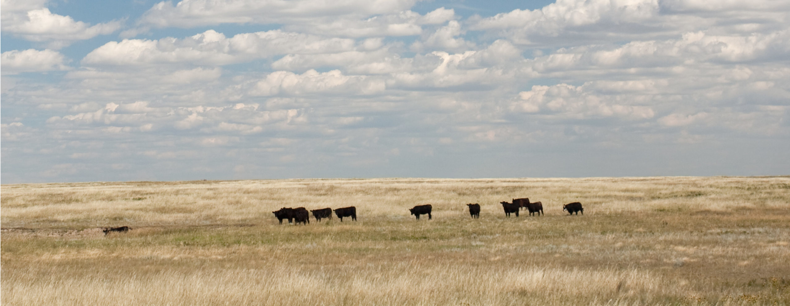 Putting poor crops to good use - Agriculture Financial Services Corporation