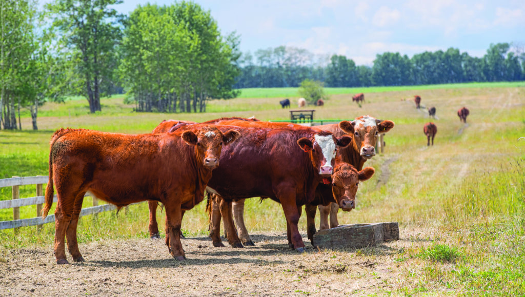 AFSC has lending options for cattle producers - Agriculture Financial ...