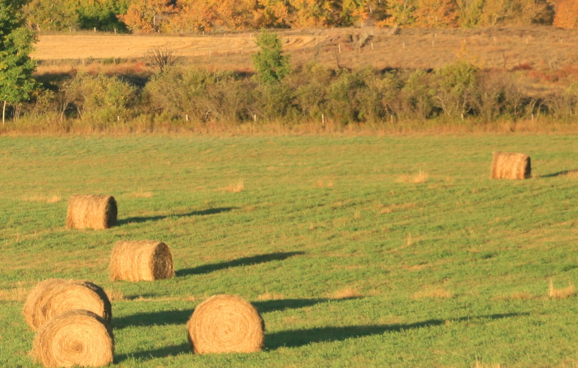 From a tough crop year to livestock feed gains - Agriculture Financial ...