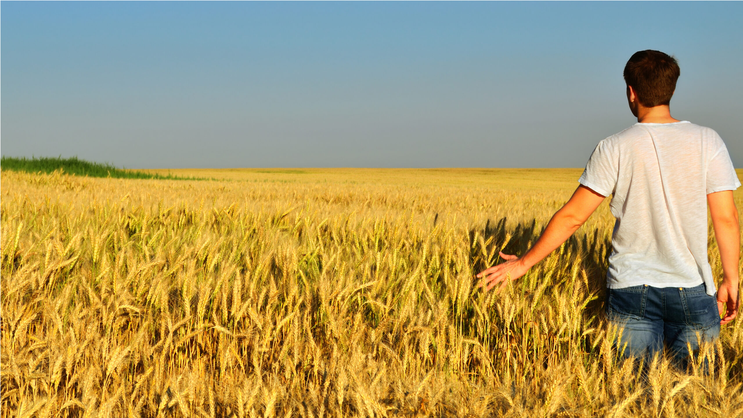 Learn more about risk management at The Dish - Agriculture Financial ...